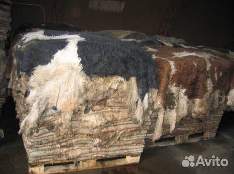 Шкуры крс Бык, корова