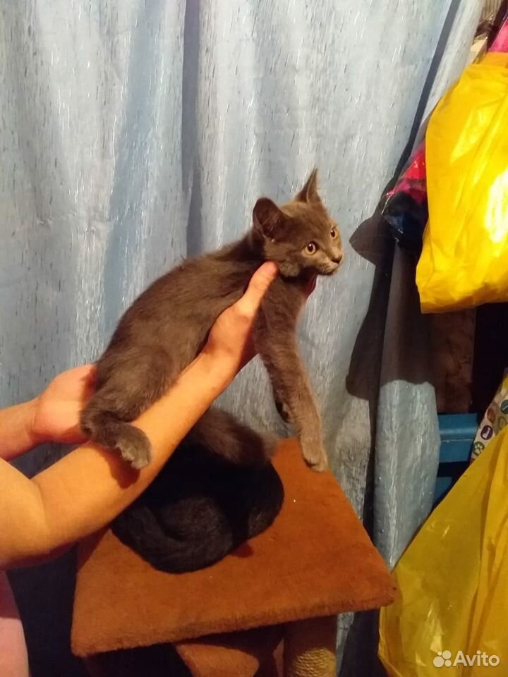 Спасенные котята