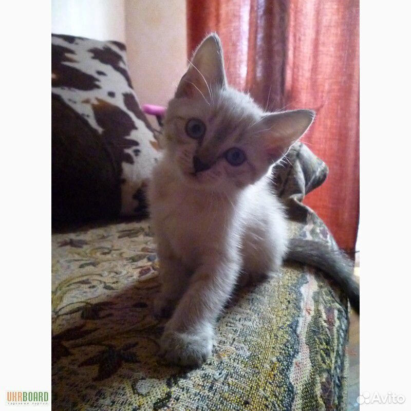 Котеночек девочка Балинез