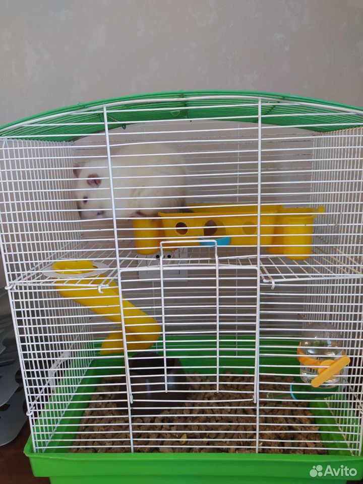 Крыс с клеткой