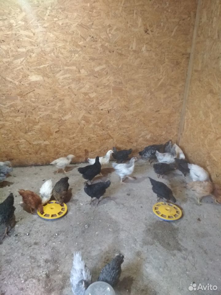 Цыплята Доминант, Московская серебристая