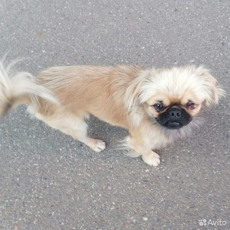 Найден пекинес