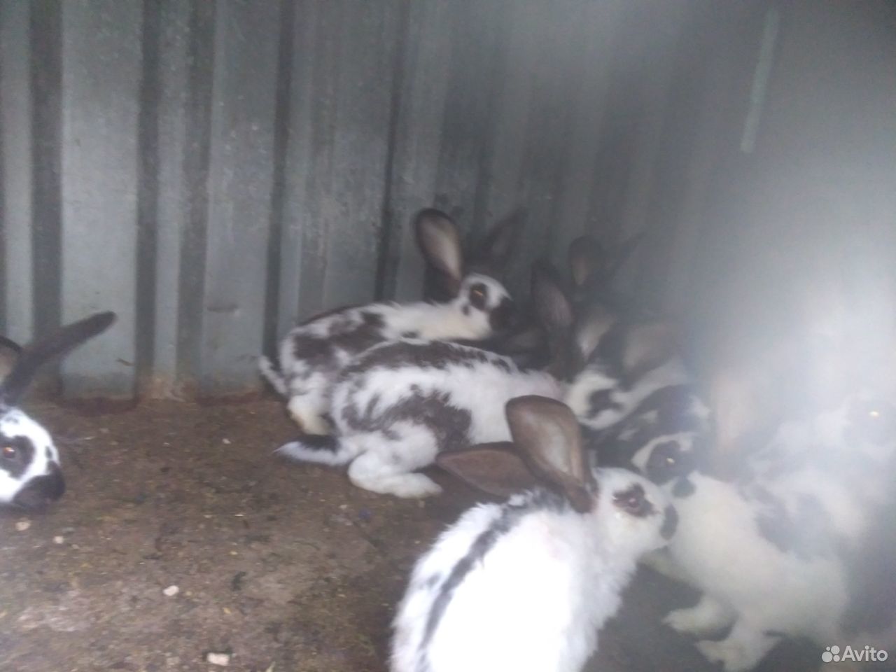 Кролики (Мясо, живые кролики)