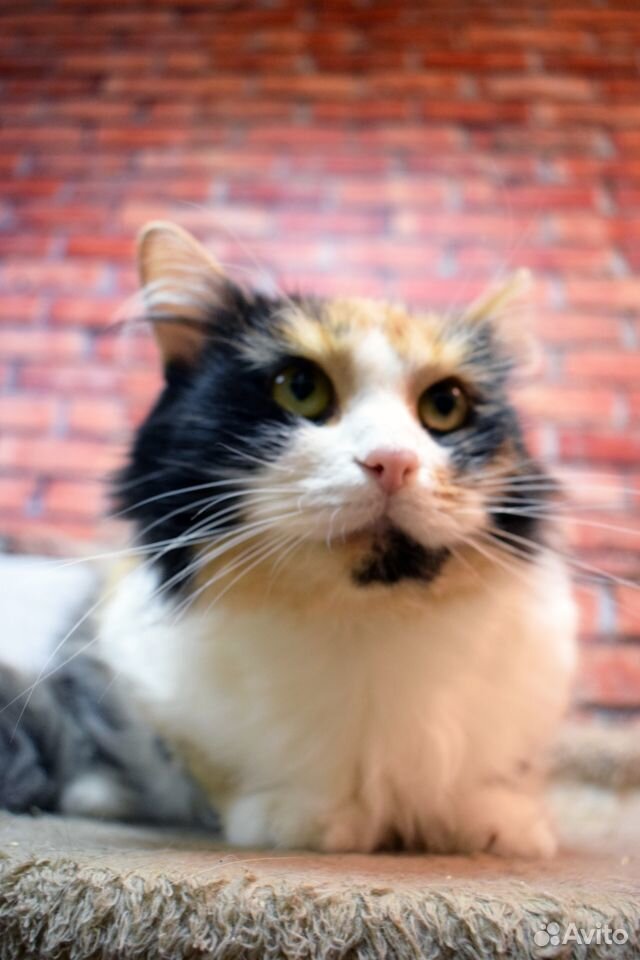 Кошка Буся 1 год