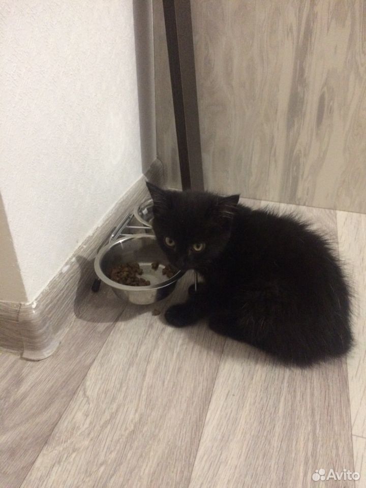 Отдам в хорошие руки котенка (девочка) 2 мес