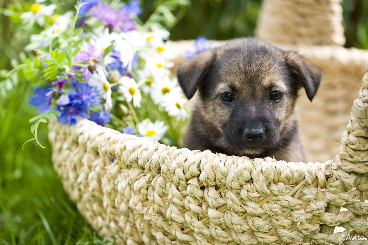 Малышка Тучка в добрые ручки