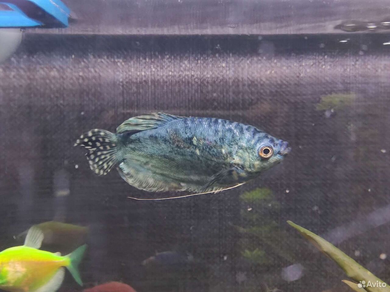 Рыба гурами мраморный