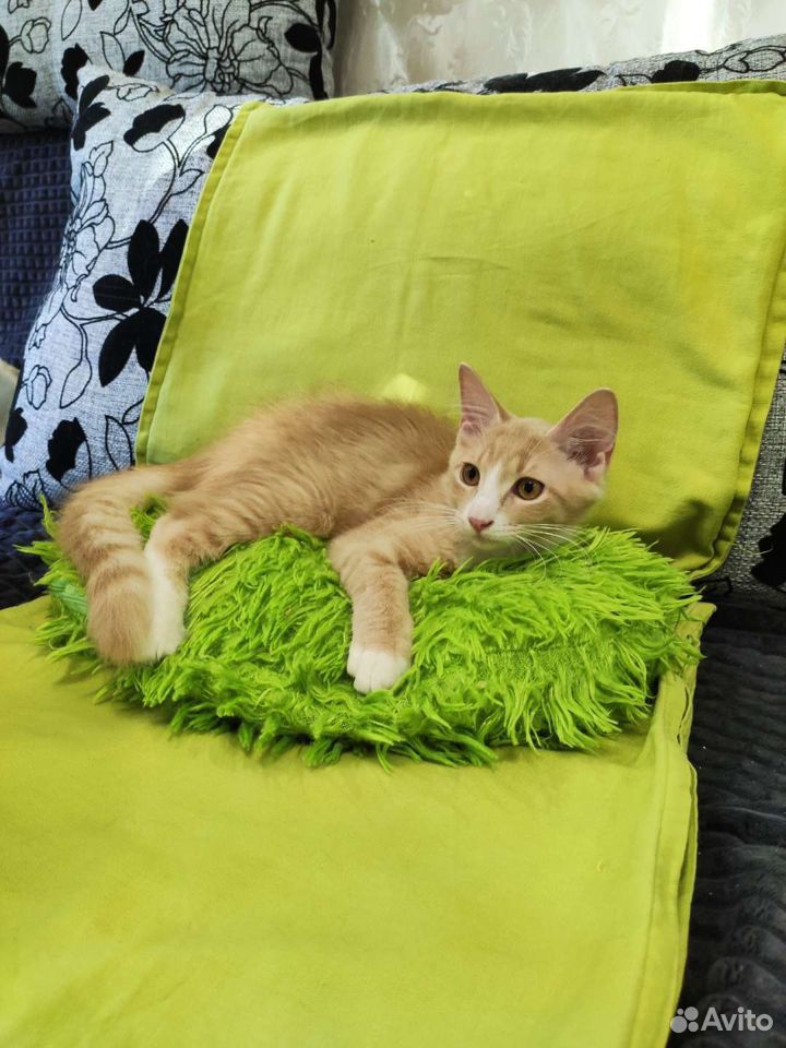 Зайчик котик рыжий ищет семью