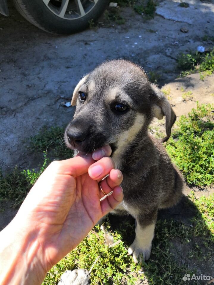 Пристраиваю в добрые руки