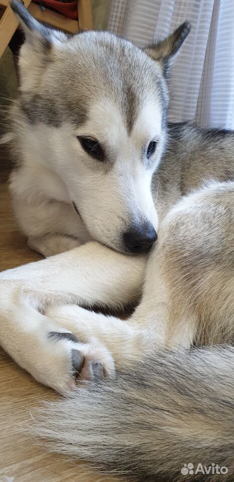 В надежные, добрые руки с обратной связью