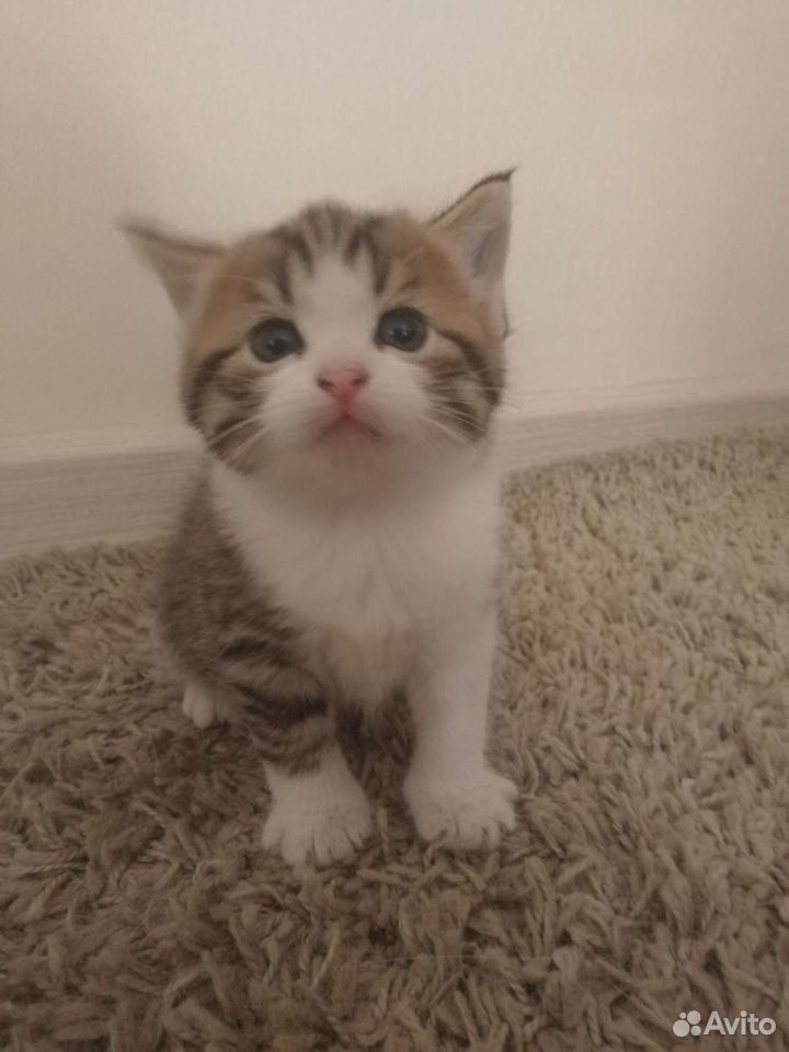 Котята