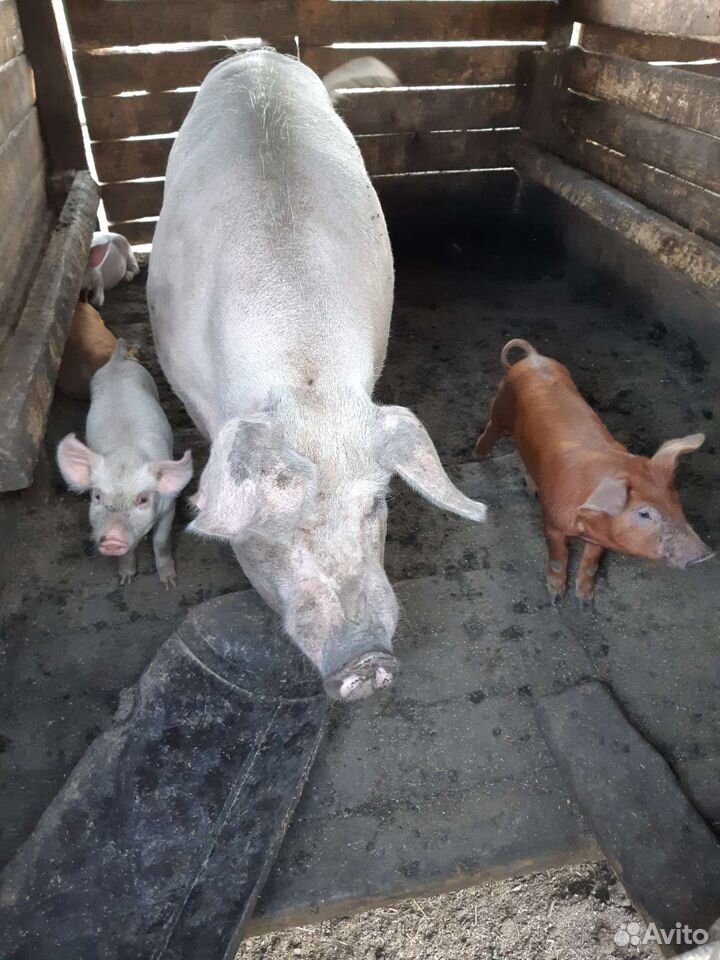 Продаю поросят