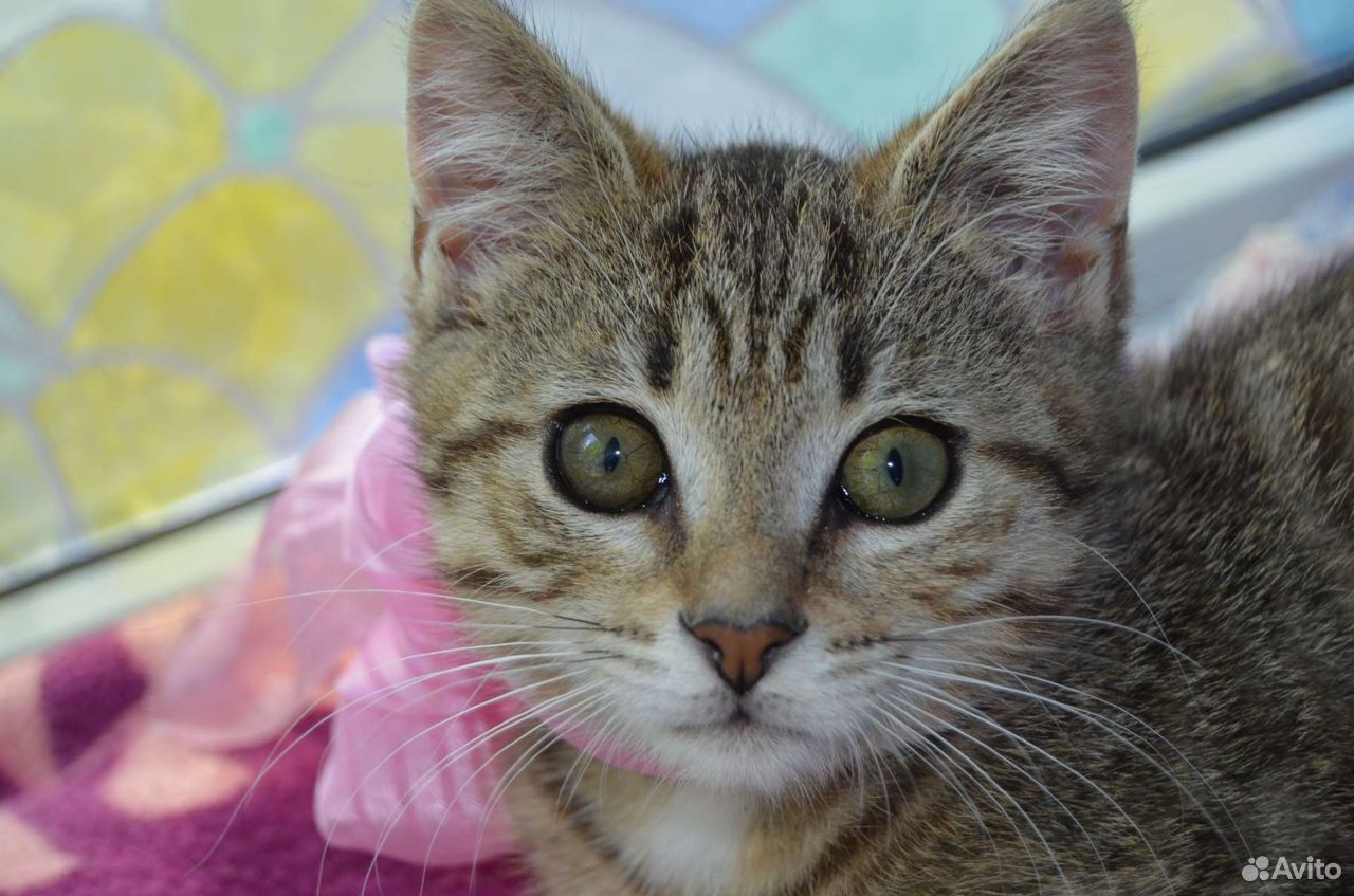 Полосатая красавица Дуняша в поисках дома