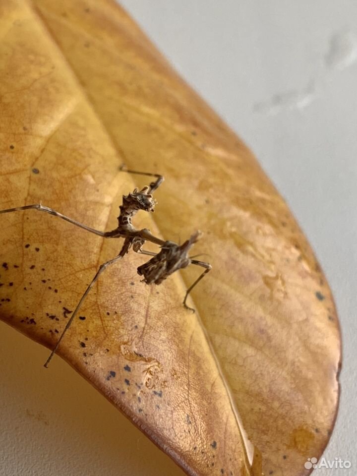 Богомол эмпуза