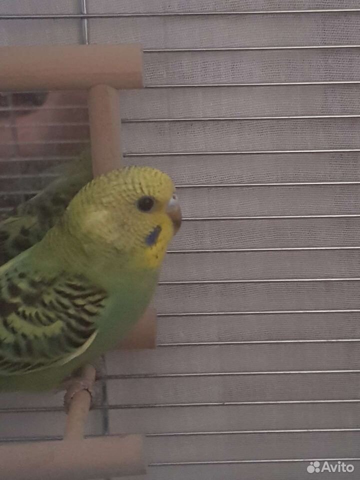 Волнистик молодой (мальчик)