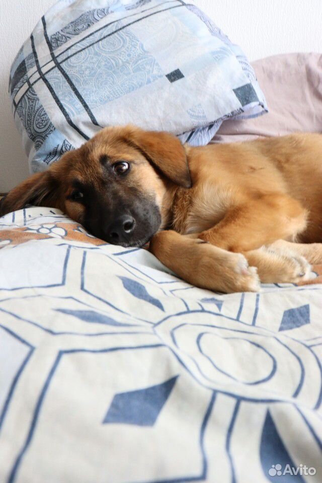 Ками в поисках дома