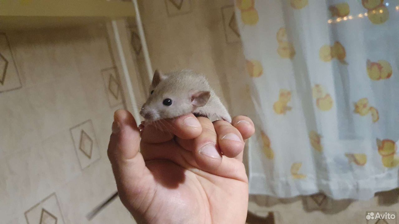 Крысята дамбо