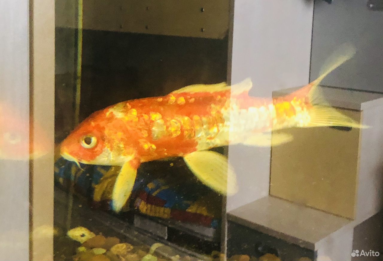 Рыба карп кои