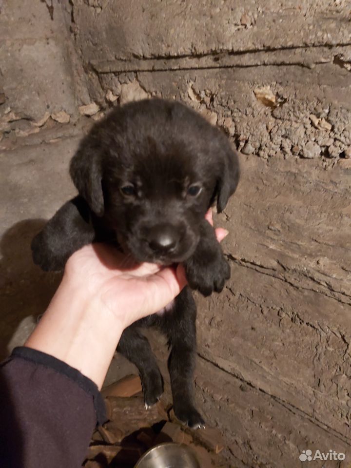 Метисы лабрадора