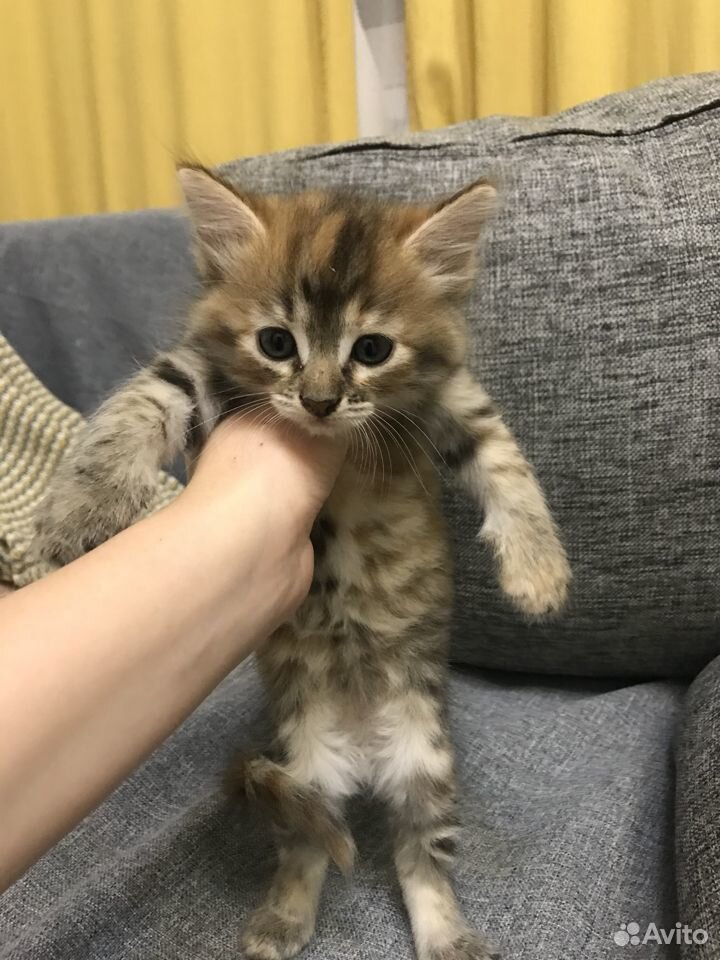 Полусибирские котята