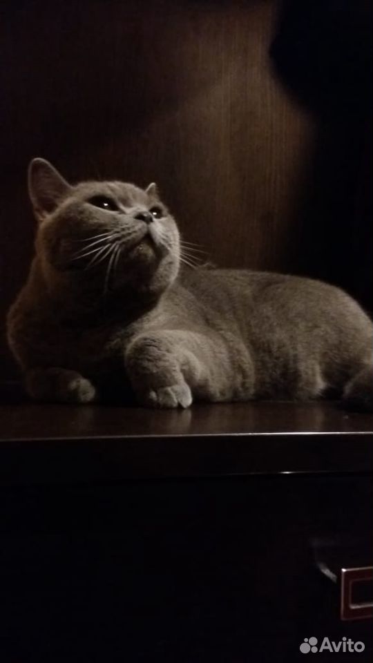 Красивый Котик