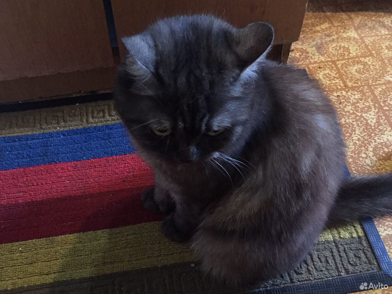 Кошка шотландка из веслоухих