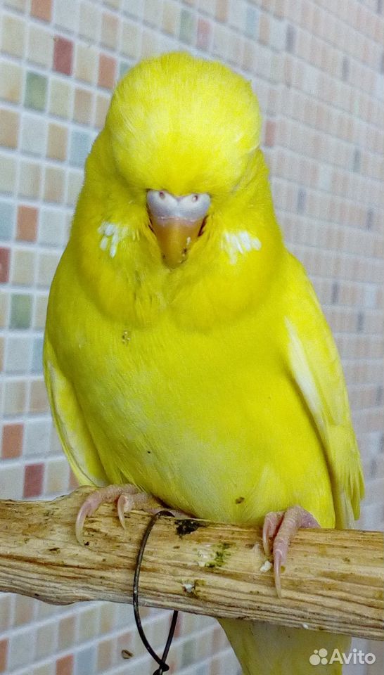 Жёлтый попугайчик