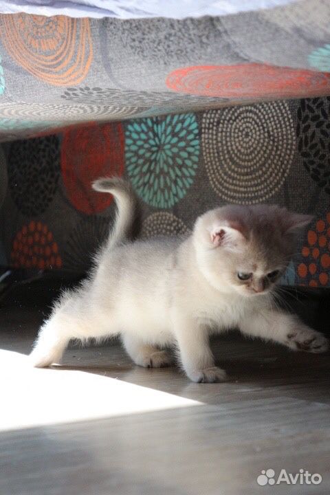 Мальчик британец голубое золото