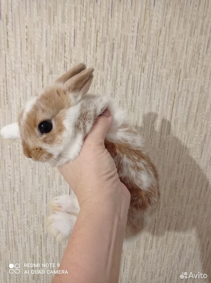 Карликовый кролик