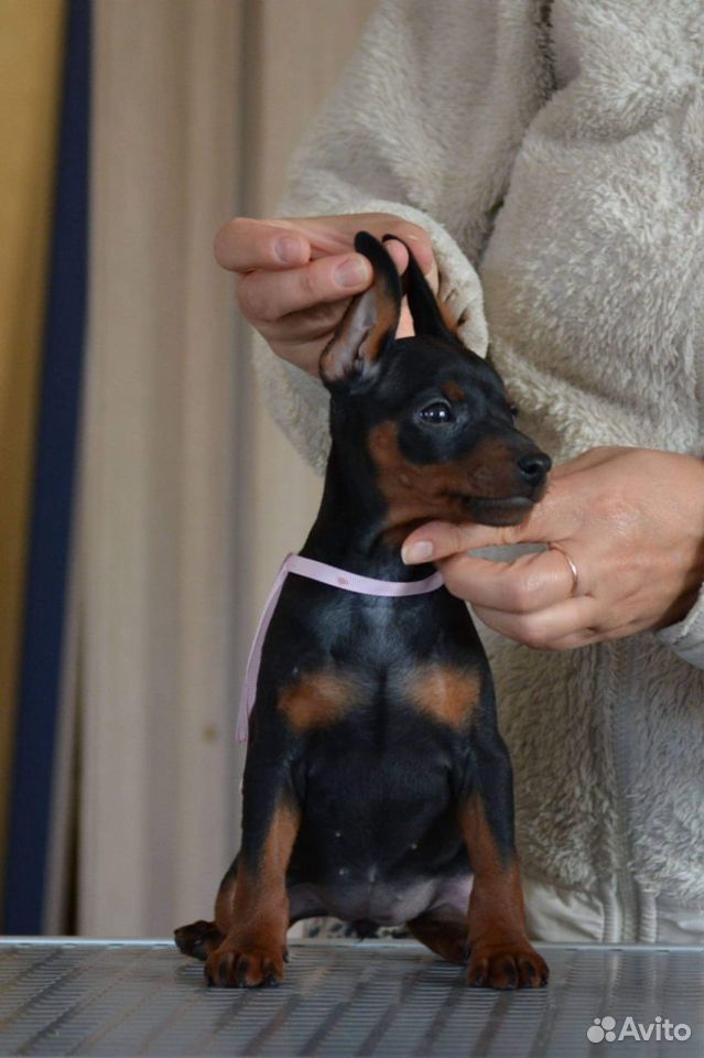 Цвергпинчер