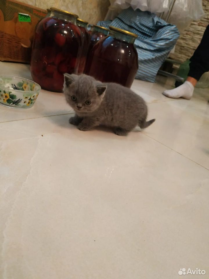 Британские котята