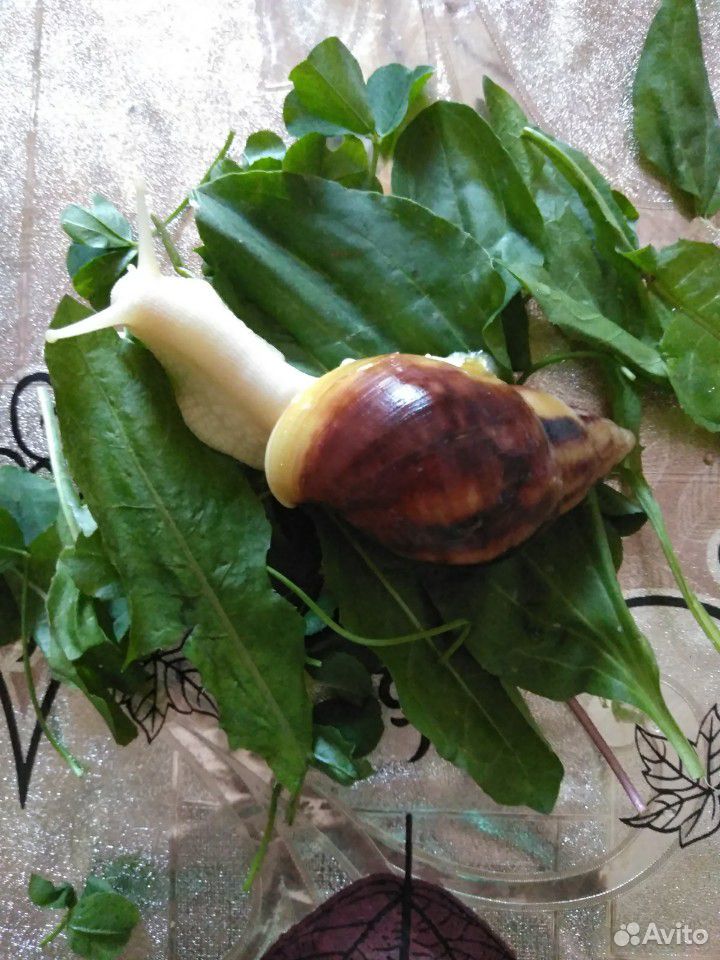 Улитки ахатины