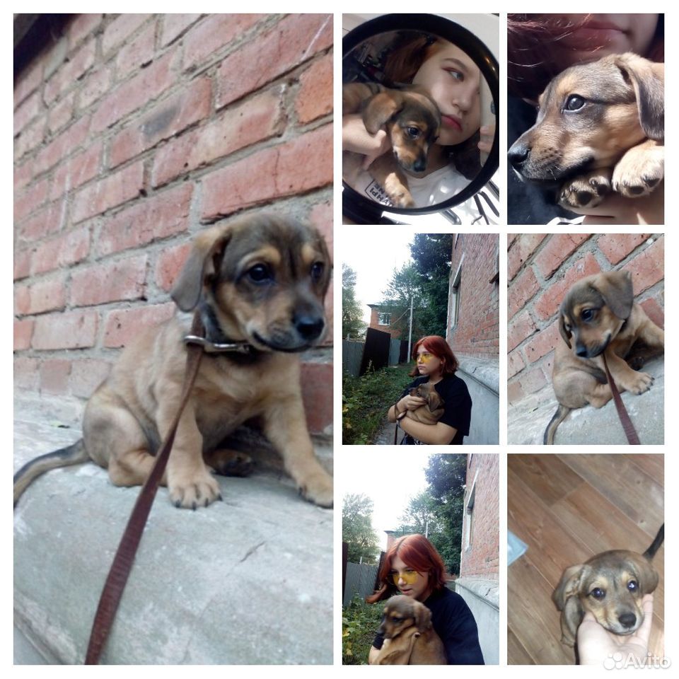 Такса-дворняжка,щенок,выростит не больше чем табур