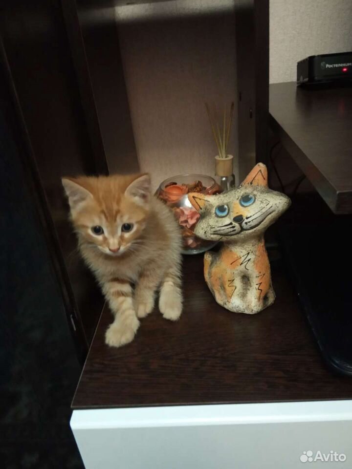 Рыжий котенок