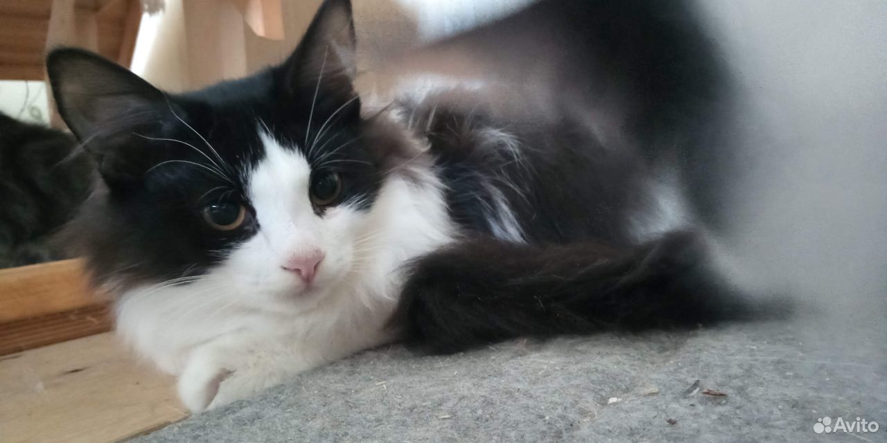 Котик подросток