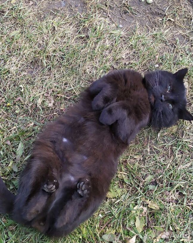 Кот