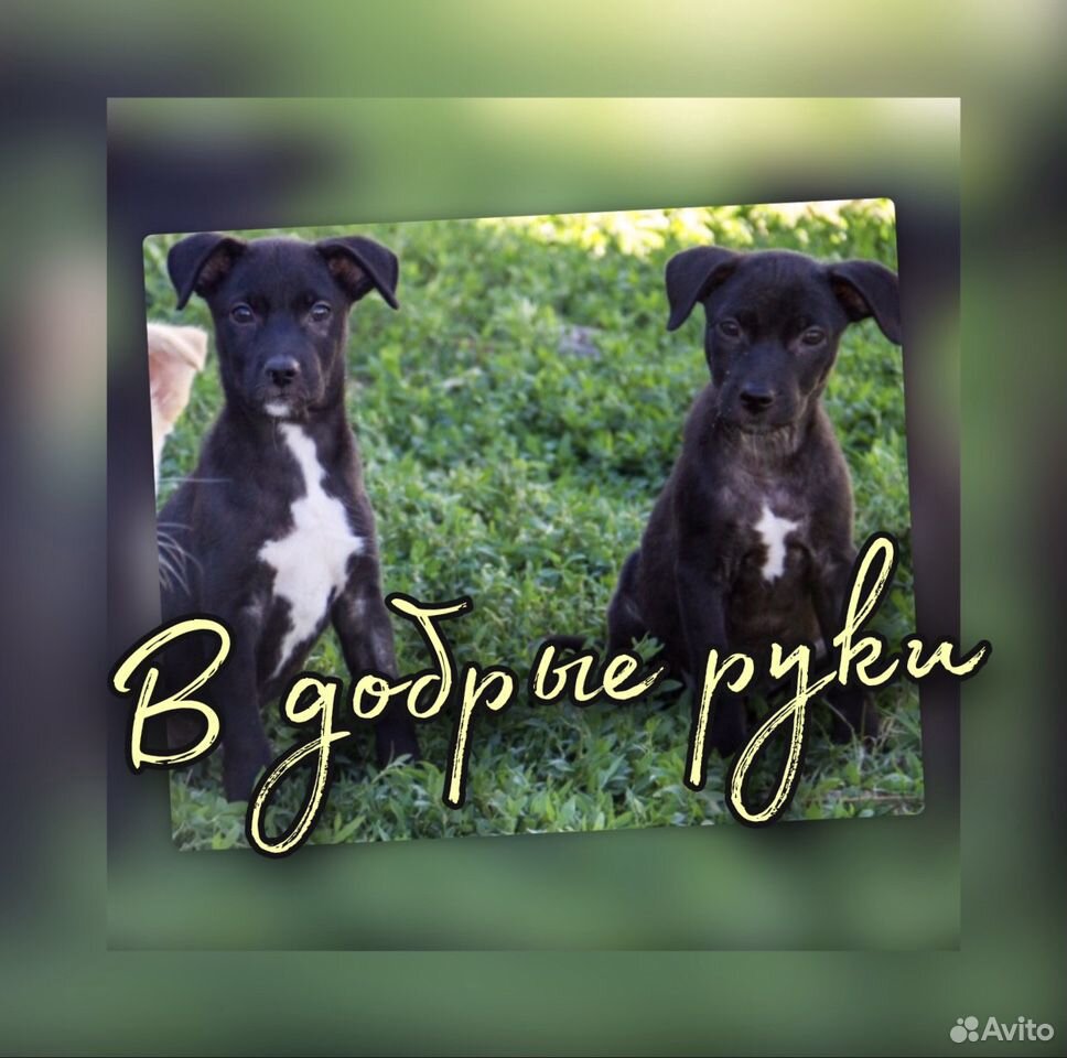 Твиксики в поисках дома