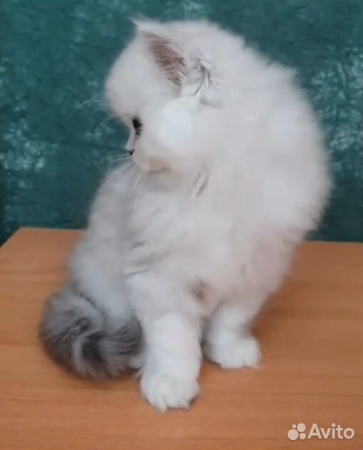 Кот породы персидская в добрые и надежные руки