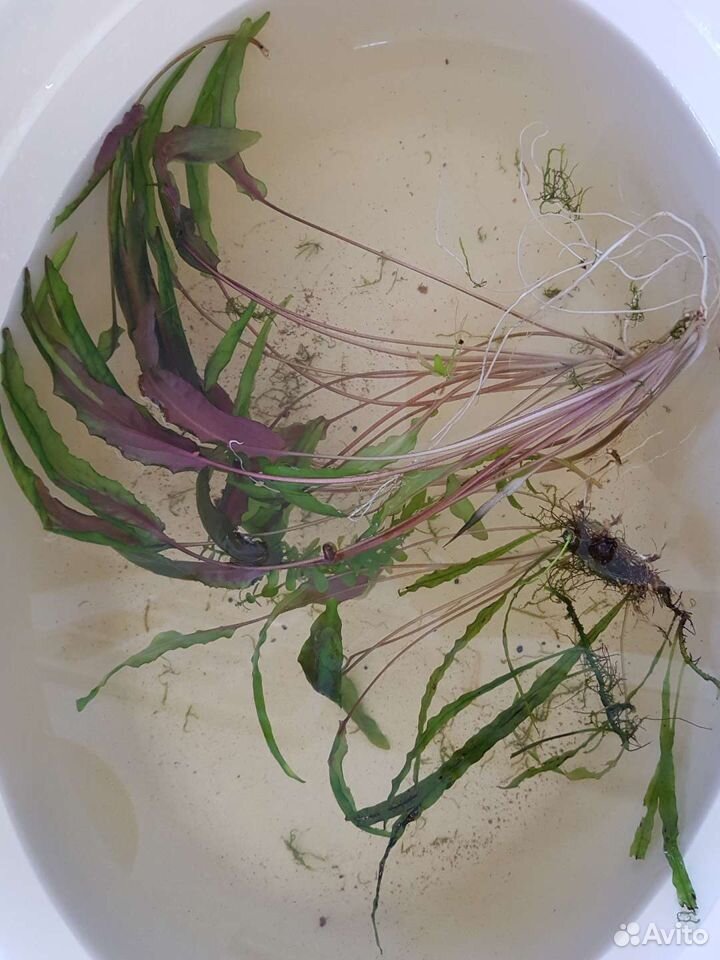 Криптокарина Вендта