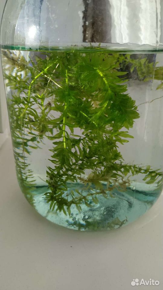 Водоросли для аквариума (элодея)