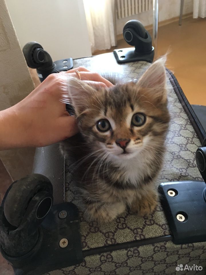 Котёнок
