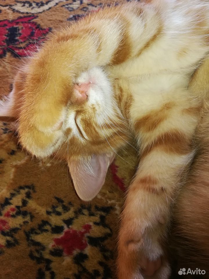 Котенок рыжий бандит