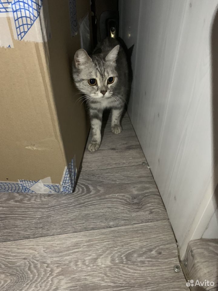 Кошка-потеряшка. Британка