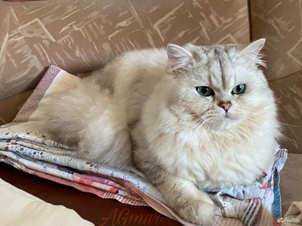 Британский длинношерстный котик ждёт на вязку