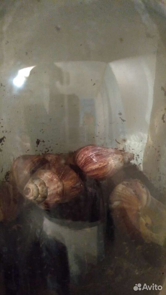 Улитка Ахатина