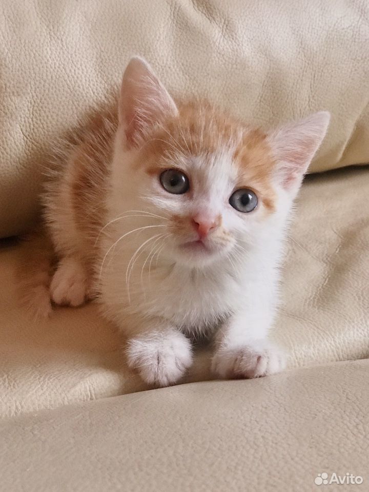 Чудесные котята в дар