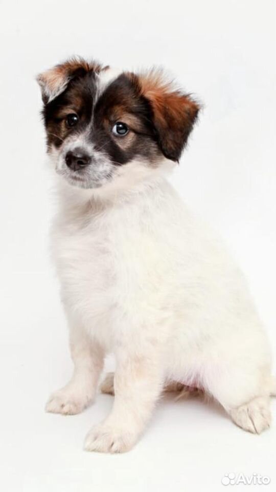 Маленькое чудо в добрые руки