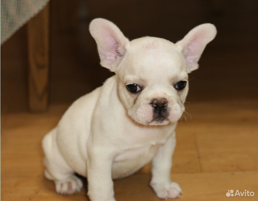 Французский бульдог