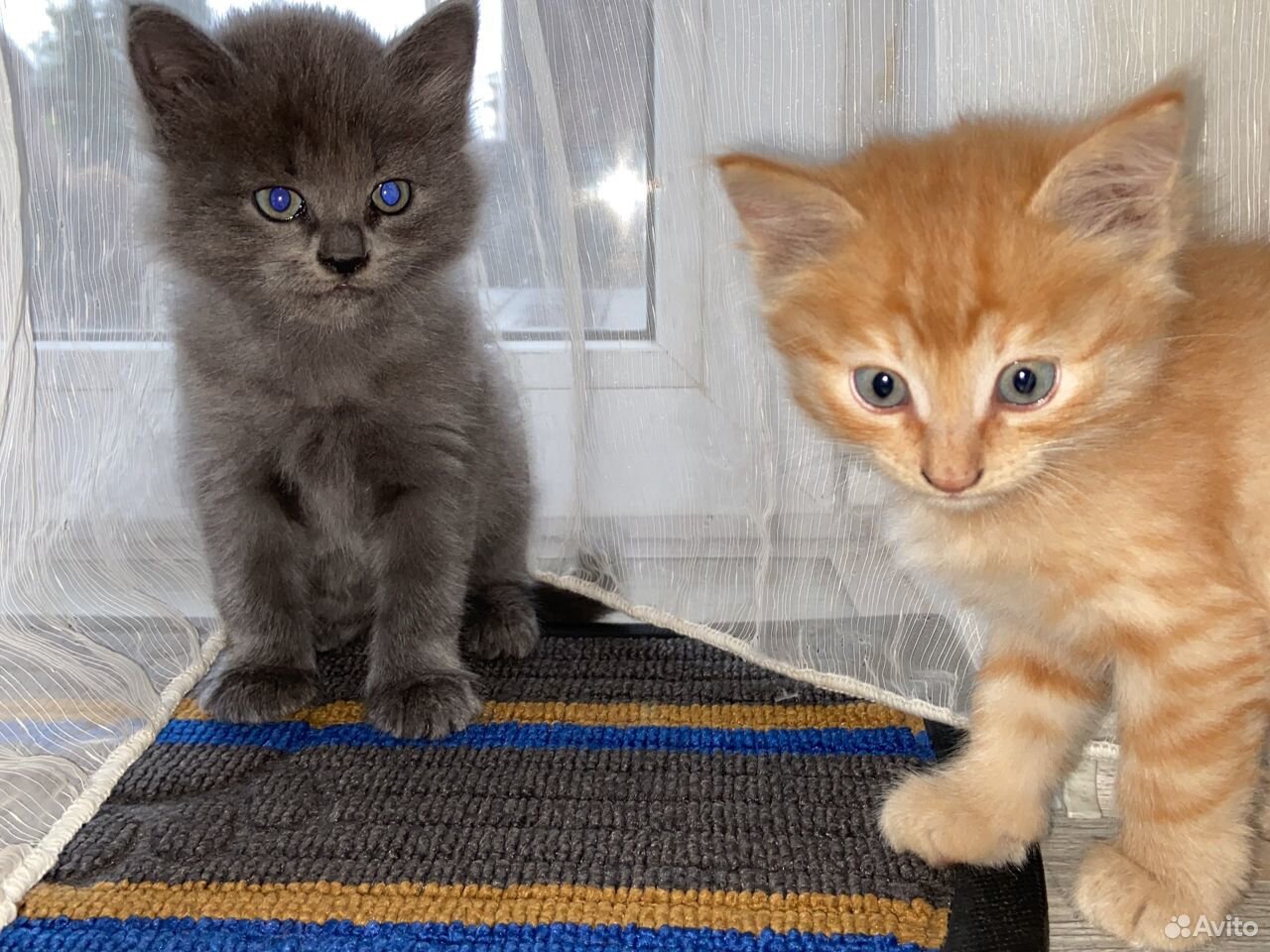 Котятки пушистые