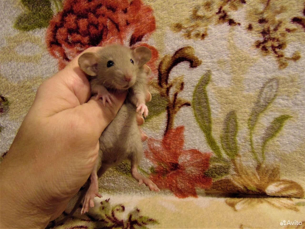 Крысята - девочки дамбо,стандарт -питомник, клетки